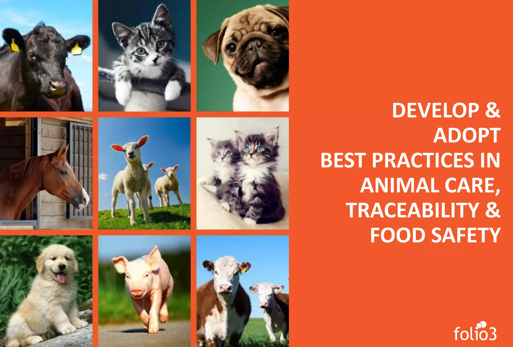 Livestock Identification and Traceability System | Beef, Sheep, Goat ...