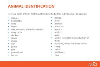Livestock Identification and Traceability System | Beef, Sheep, Goat ...
