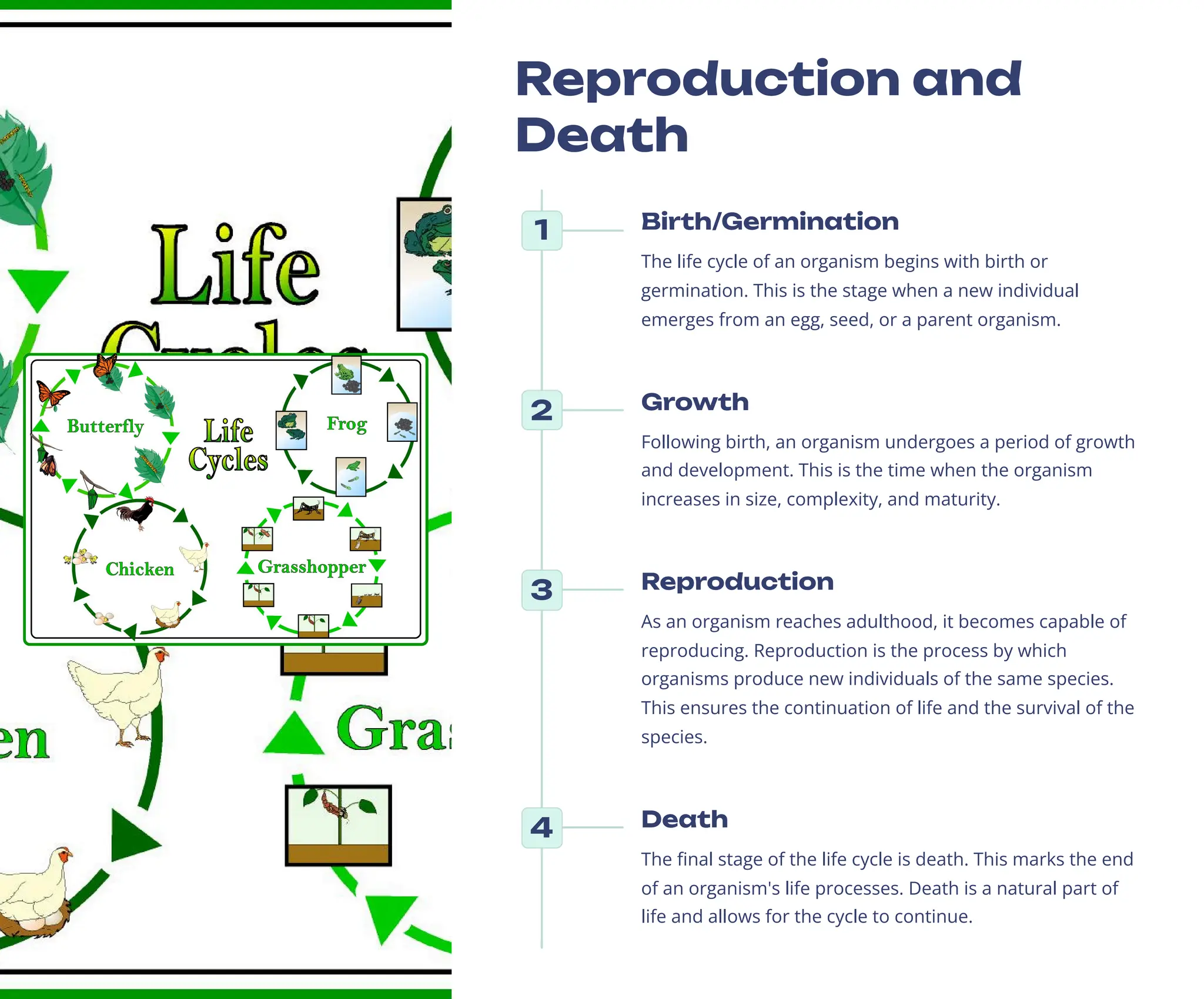 Living-Creatures-Exploring-Their-Characteristics.pdf 6th class science ...
