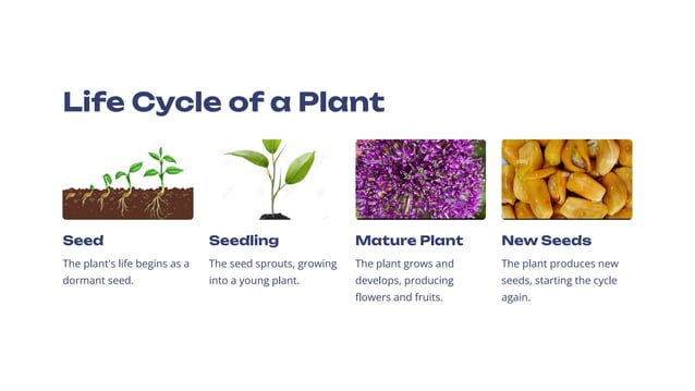 Living-Creatures-Exploring-Their-Characteristics.pdf 6th class science ...