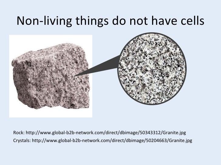 Living Things Intructional Presentation