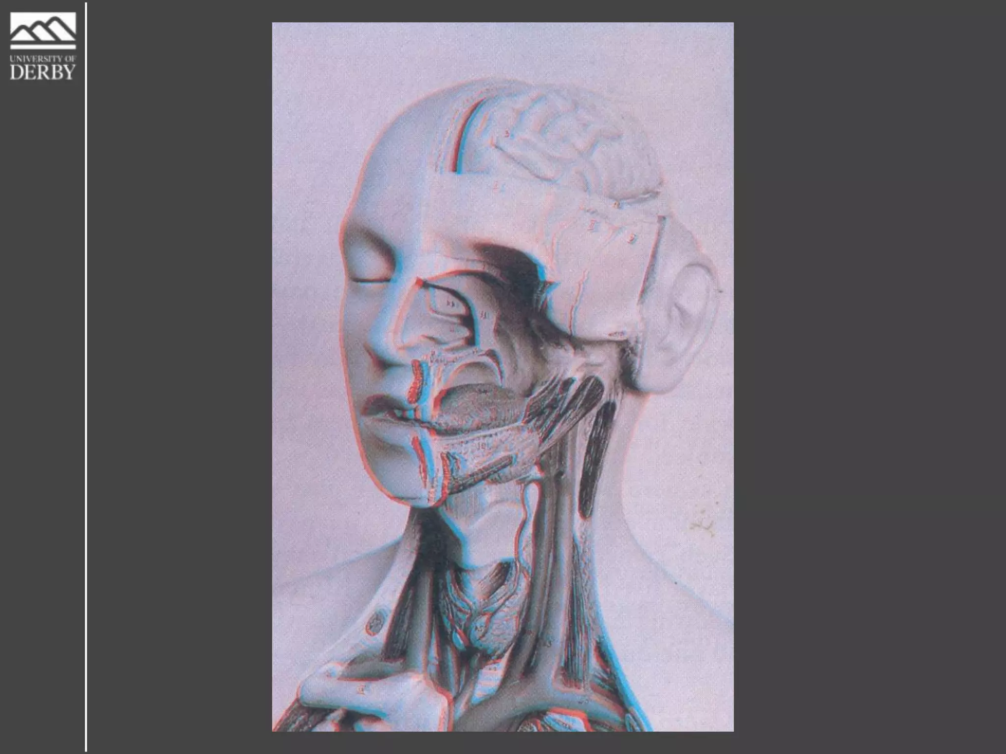 Living anatomy: Curious adventures around the Human Body | PPT