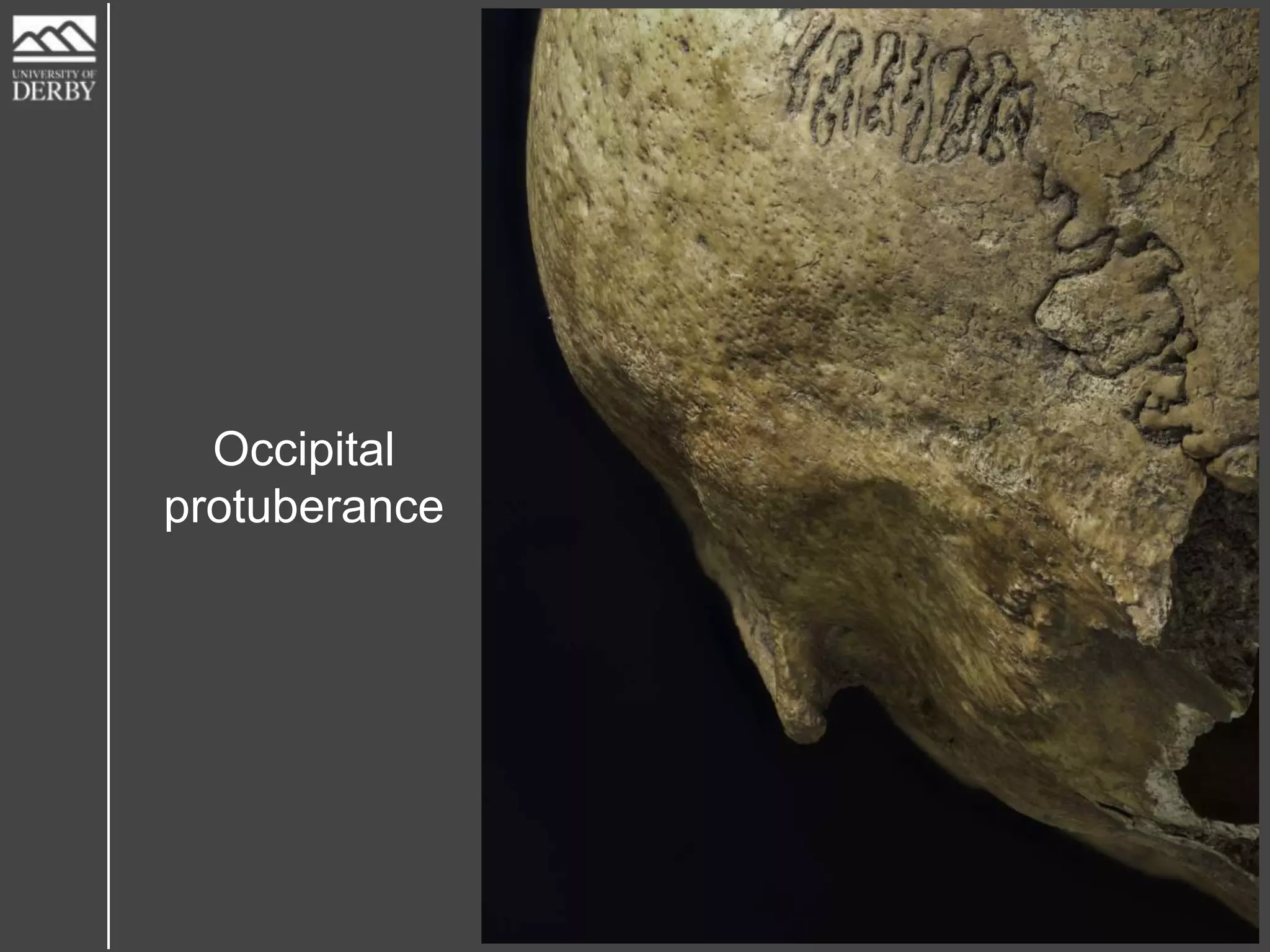 Living anatomy: Curious adventures around the Human Body | PPT