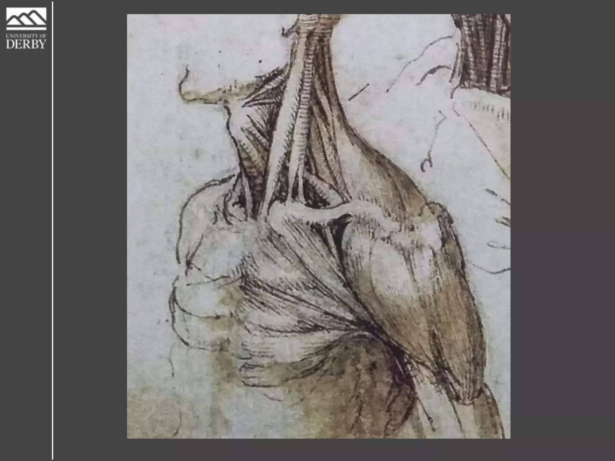 Living anatomy: Curious adventures around the Human Body | PPT