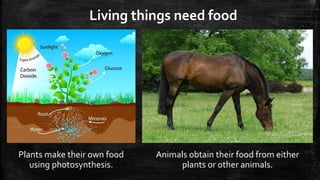 Living and Non Living | PPTX