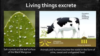 Living and Non Living | PPTX
