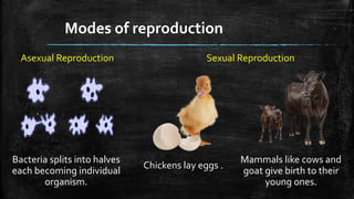 Living and Non Living | PPTX