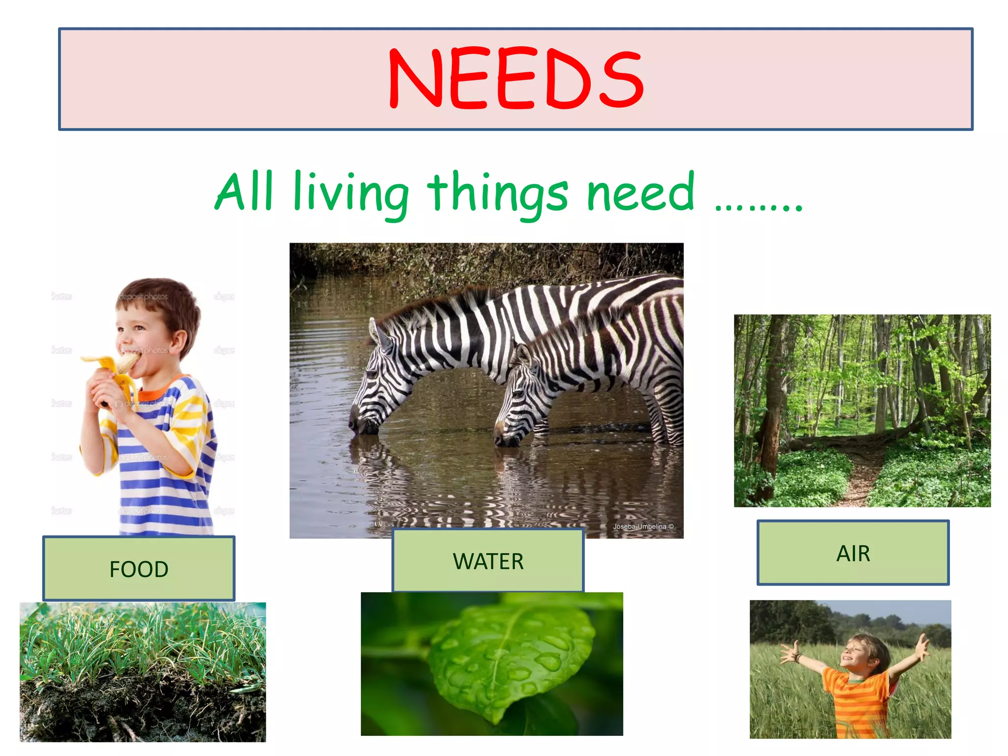 Living and non living things | PDF