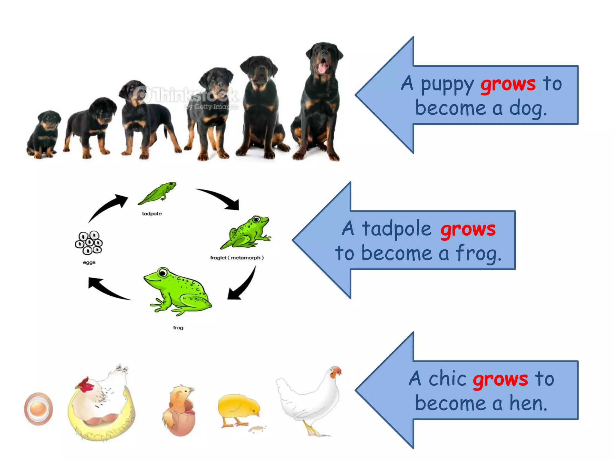 Living and non living things | PDF