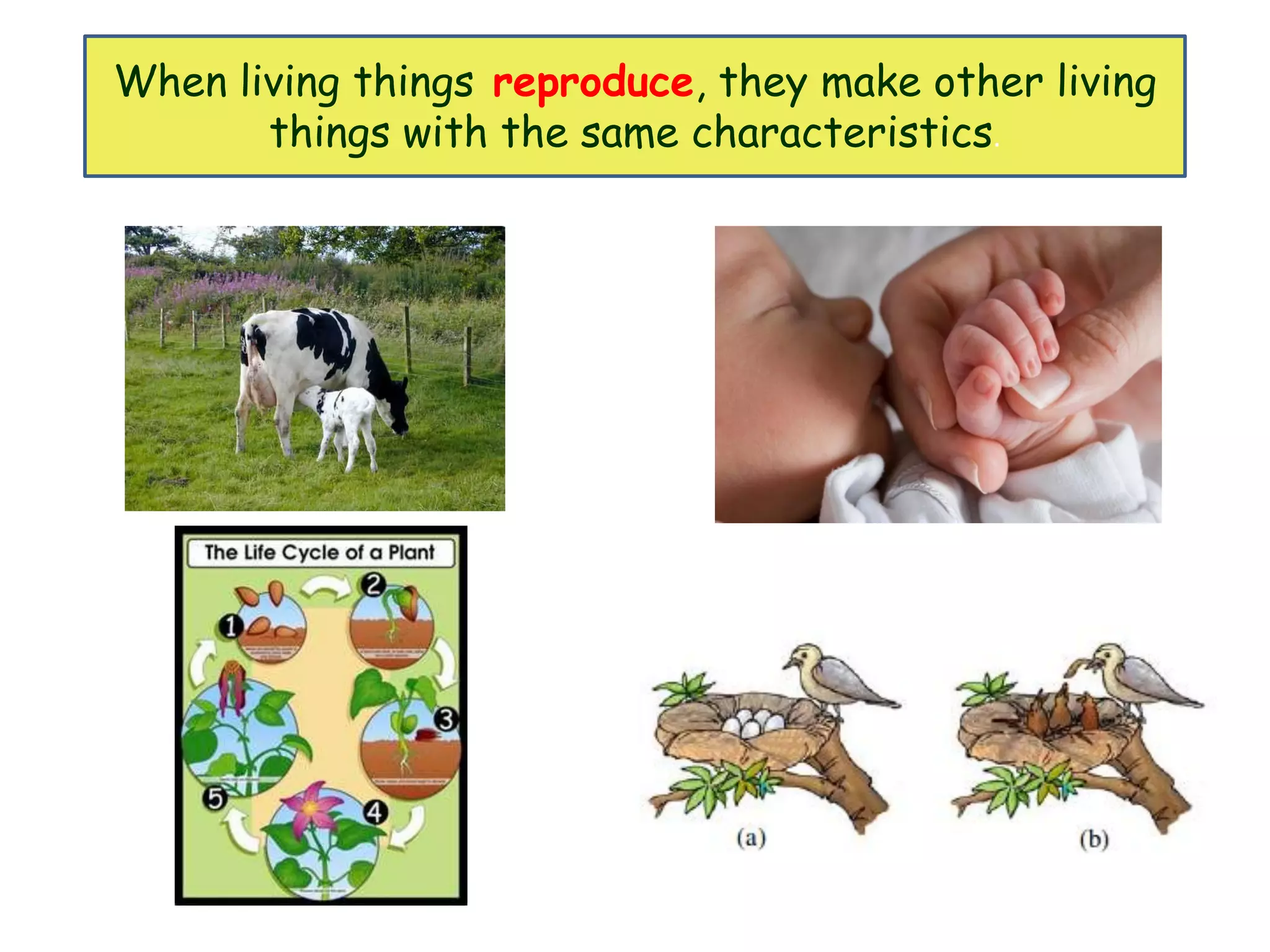 Living and non living things | PDF