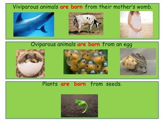 Living and non living things | PDF