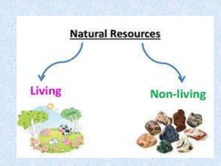 Natural Living Things Pictures