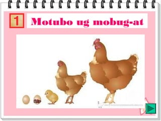 MGA BUHI OG DILI MGA BUHING BUTANG GRADE 3 SCIENCE | PPT