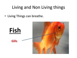Living and Non Living things .pptx