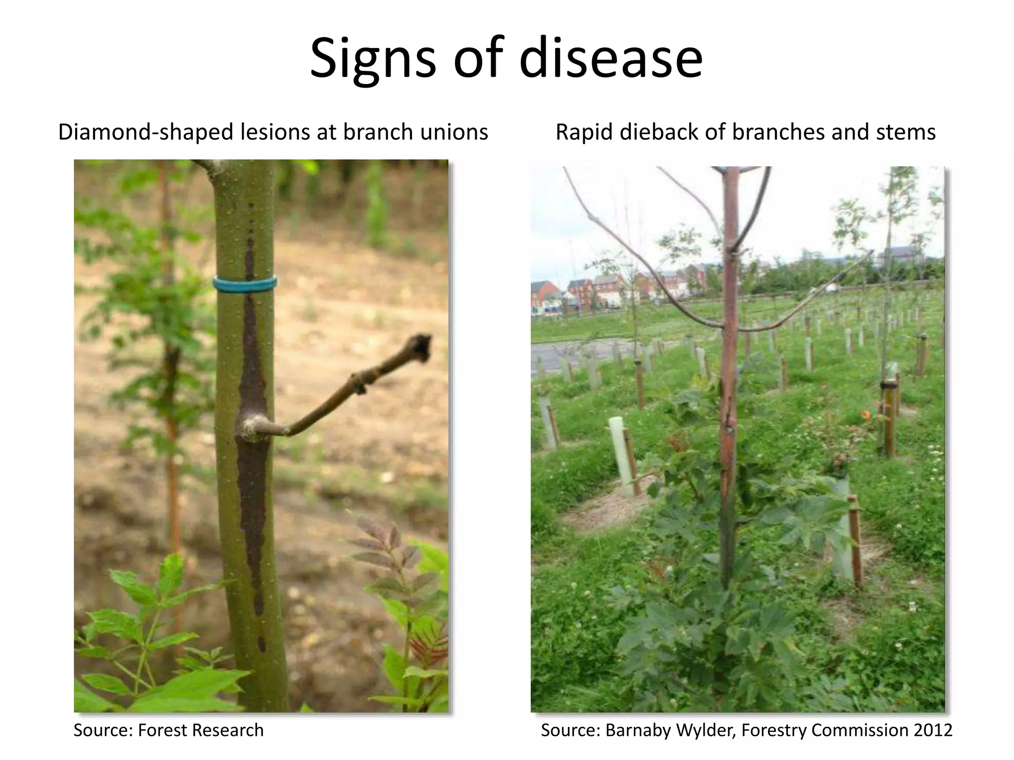 Biology of Chalara Ash Dieback Disease (June 2017) | PDF