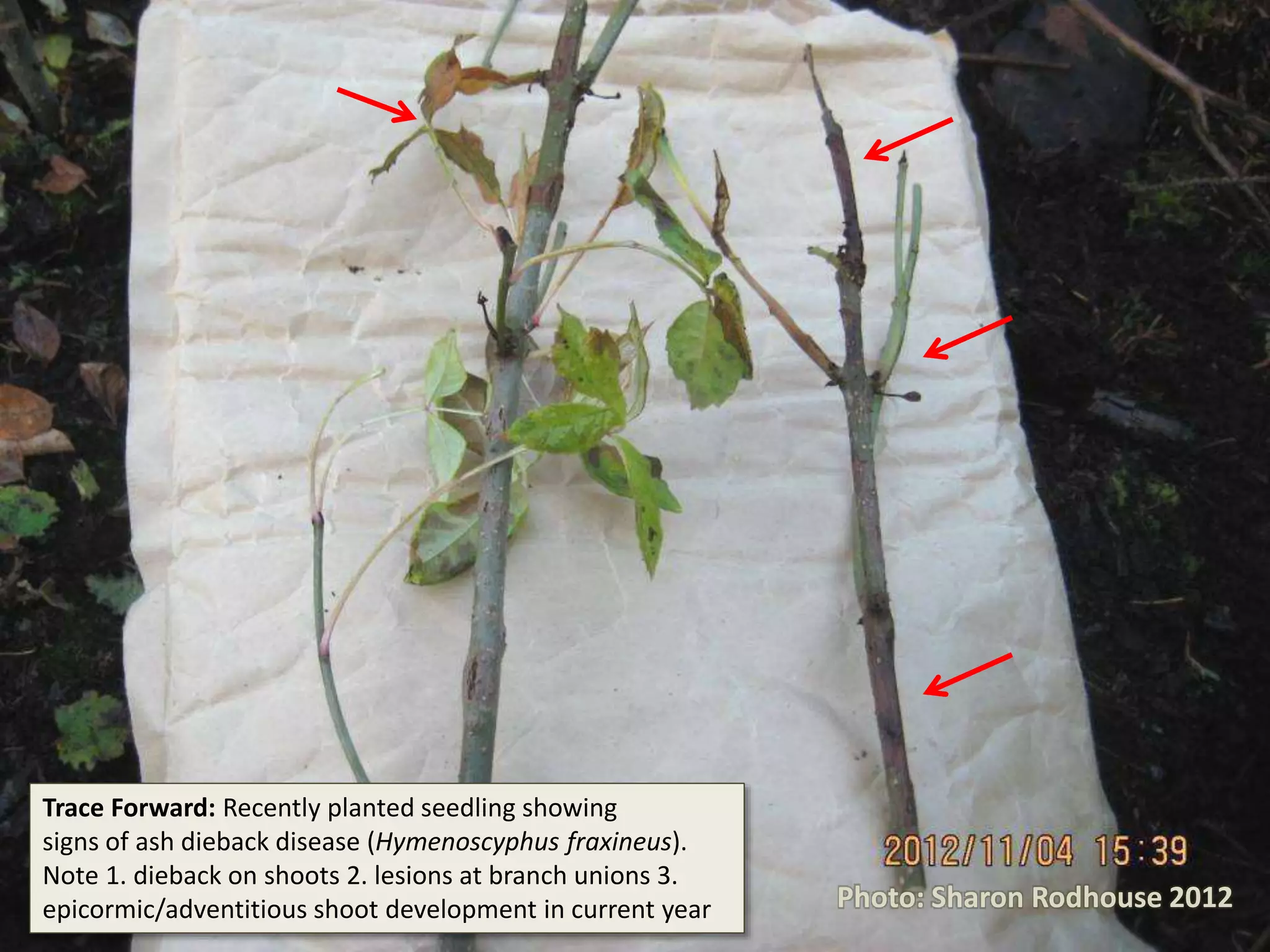 Biology of Chalara Ash Dieback Disease (June 2017) | PDF