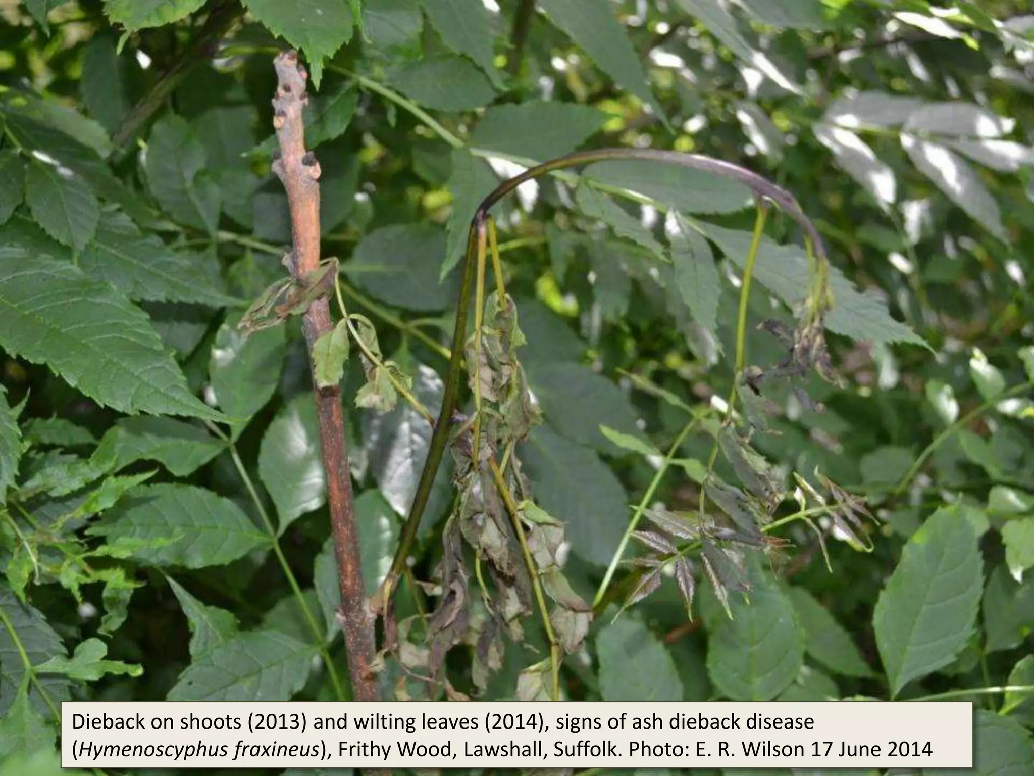 Biology of Chalara Ash Dieback Disease (June 2017) | PDF