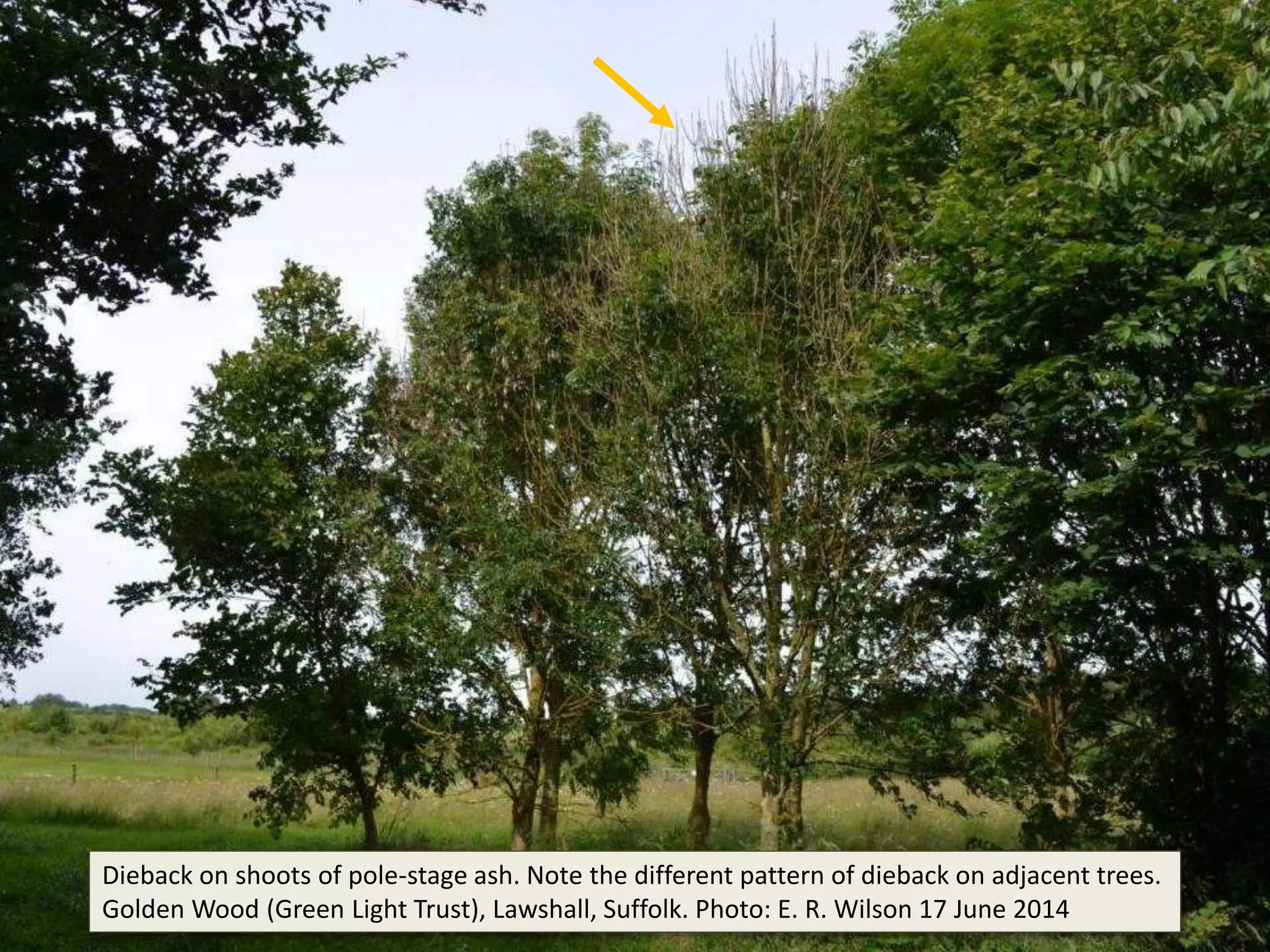 Biology of Chalara Ash Dieback Disease (June 2017) | PDF