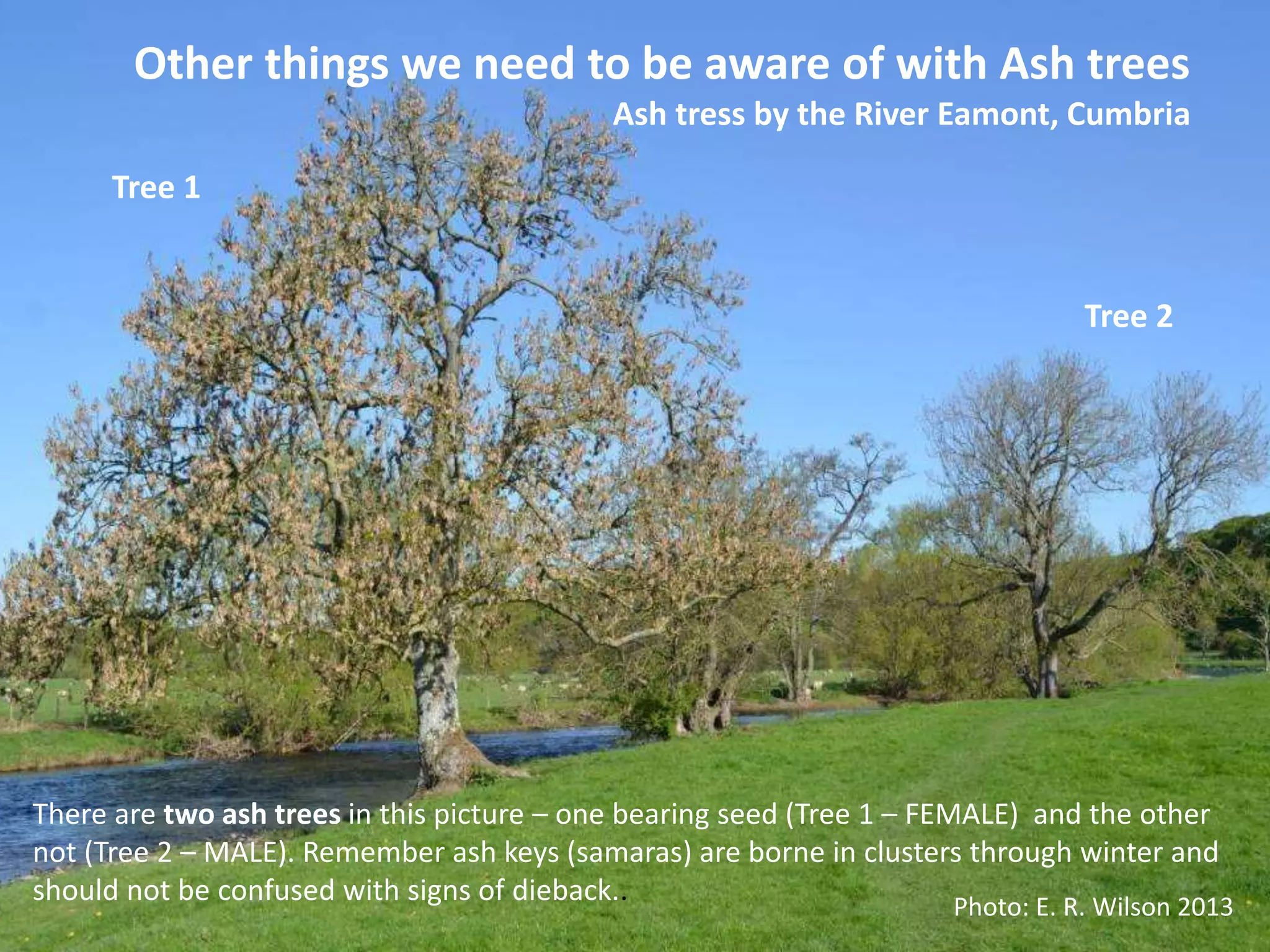 Biology of Chalara Ash Dieback Disease (June 2017) | PDF