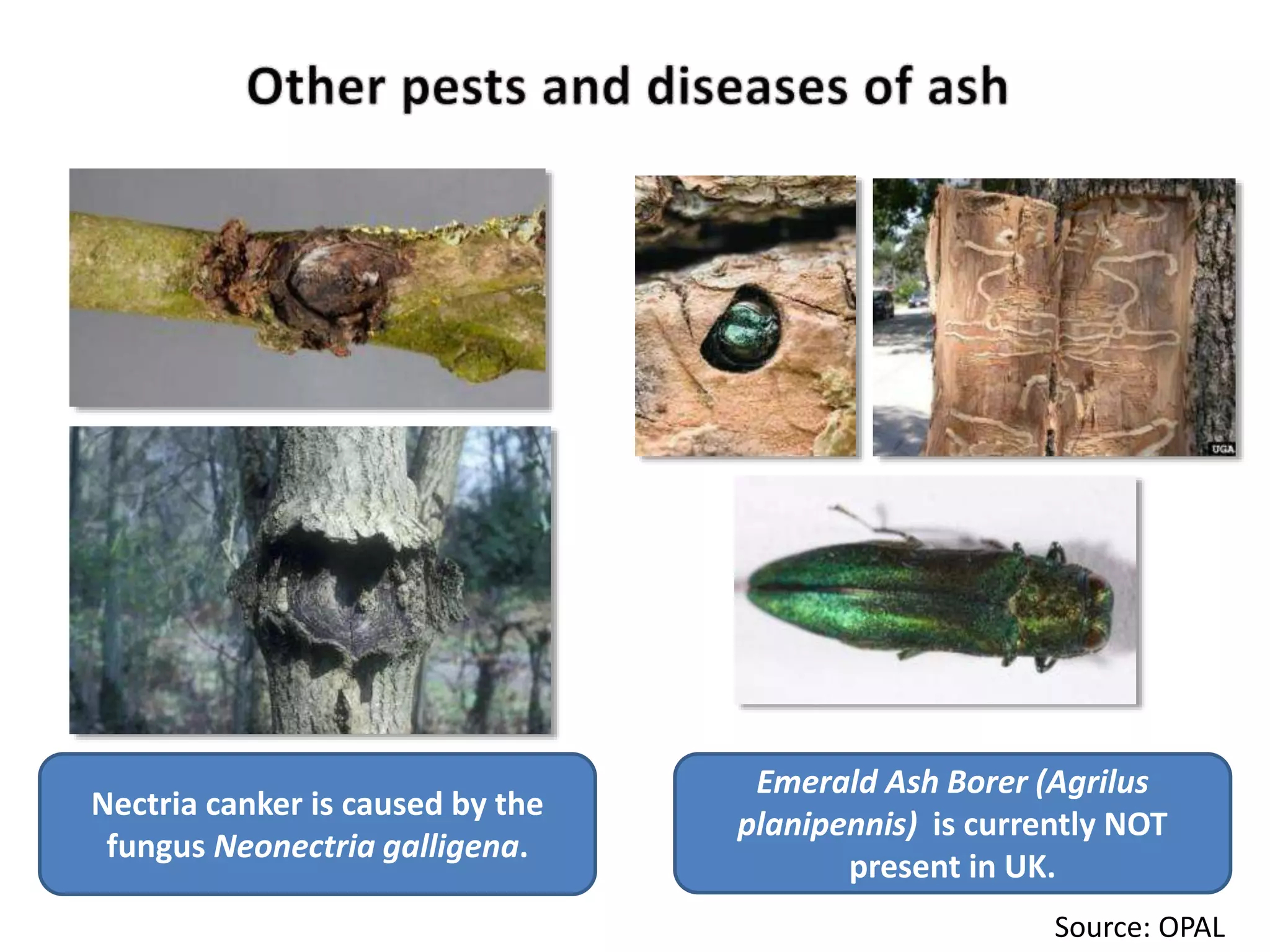 Biology of Chalara Ash Dieback Disease (June 2017) | PDF