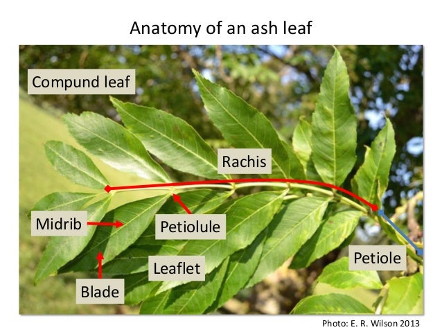 Biology of Chalara fraxinea: identification and reporting of infected…