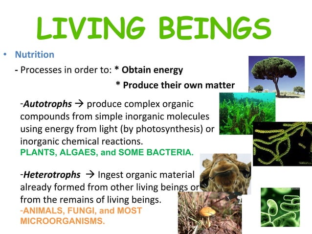 Living Beings | PPT | Biological Sciences | Science