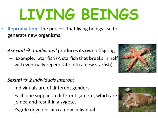 Living Beings | PPT | Biological Sciences | Science