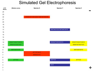 Relationships and Biodiversity State Lab Review(1) | PPT