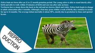 living envoirment of zebra.pptx