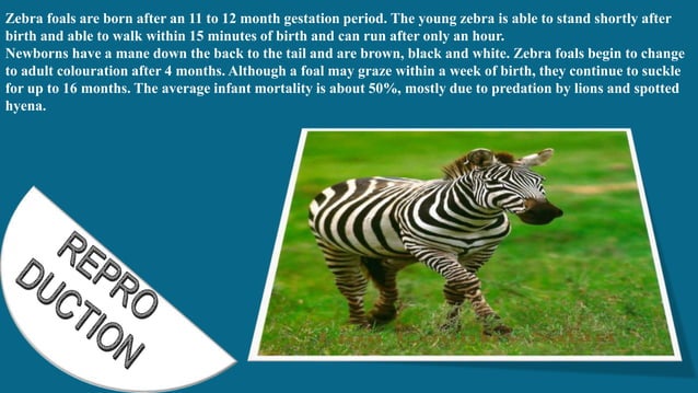 living envoirment of zebra.pptx