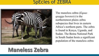 living envoirment of zebra.pptx
