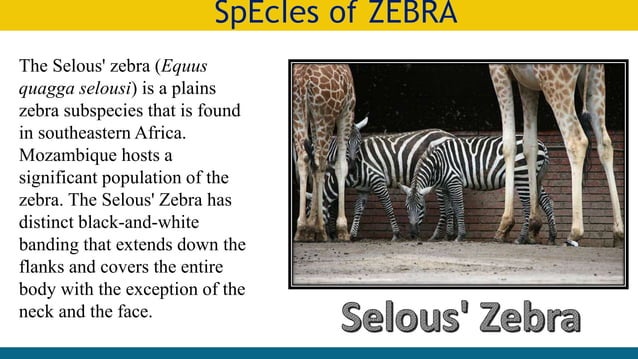 living envoirment of zebra.pptx