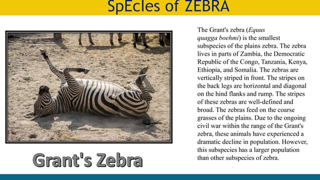 living envoirment of zebra.pptx