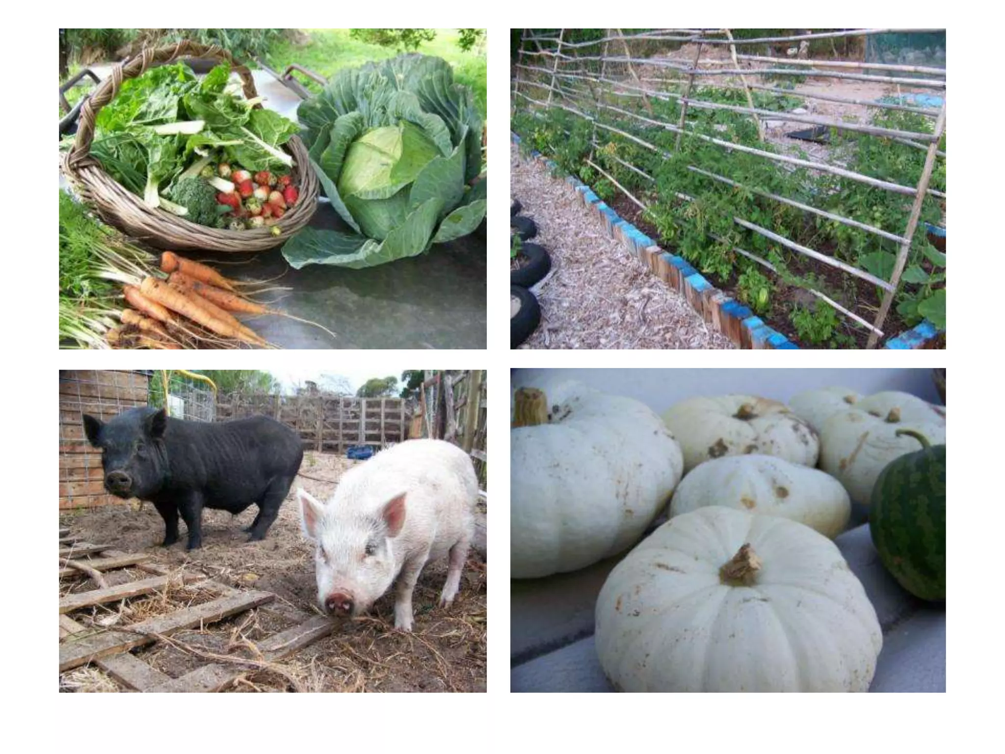 Living Green Permaculture Designs | PPSX