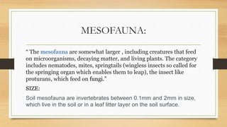 living inhabitants of soil by Sarah Ashfaq 5th Semester.pptx