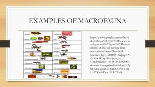 living inhabitants of soil by Sarah Ashfaq 5th Semester.pptx