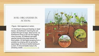 living inhabitants of soil by Sarah Ashfaq 5th Semester.pptx