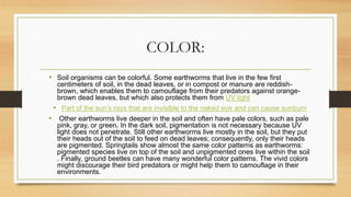 living inhabitants of soil by Sarah Ashfaq 5th Semester.pptx