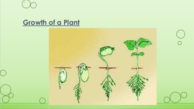 Organism Development