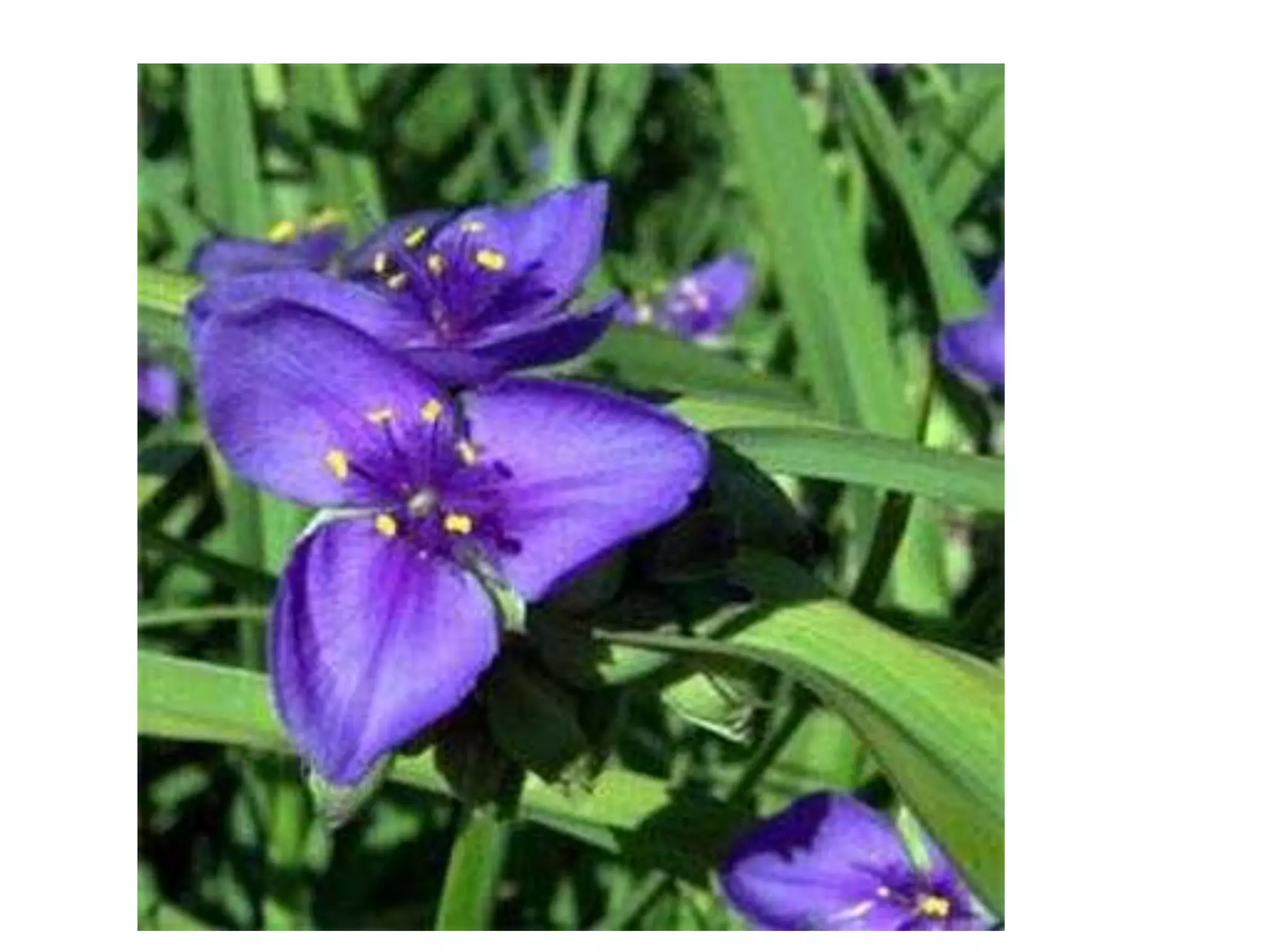 Living or non living | PPTX