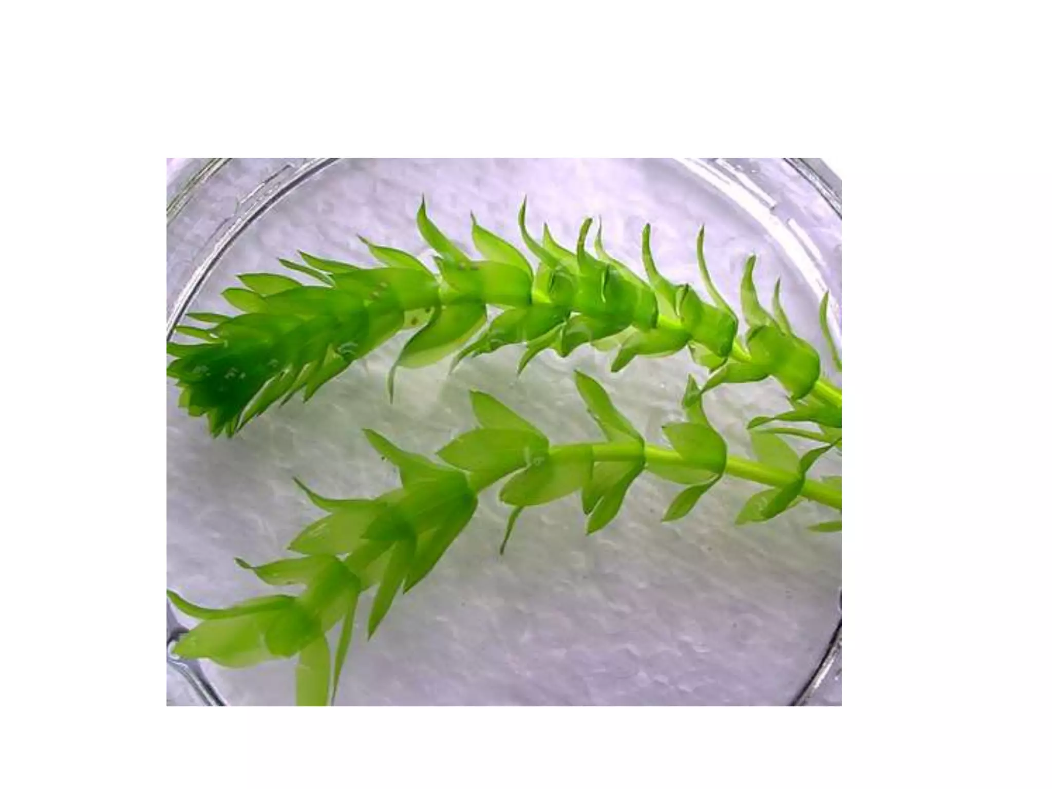 Living or non living | PPTX