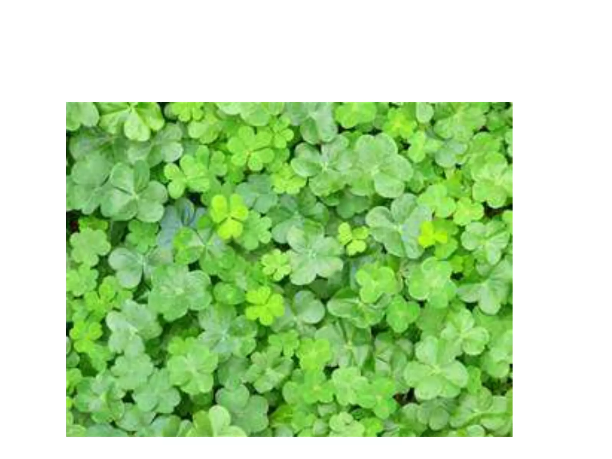 Living or non living | PPTX