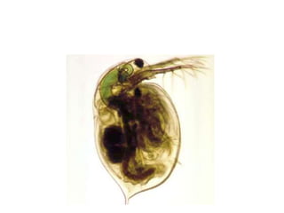 Living or non living | PPTX