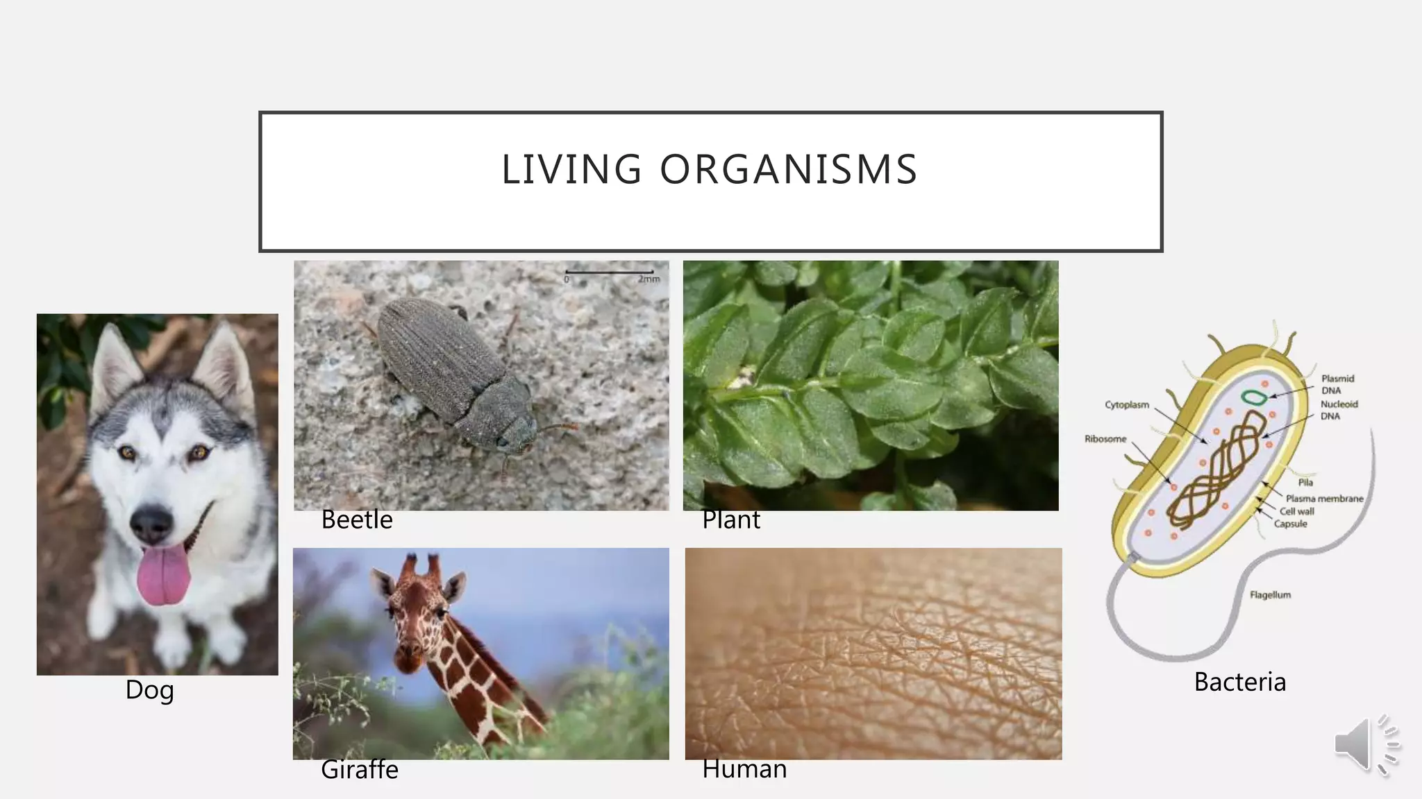 Living or Nonliving? | PPTX