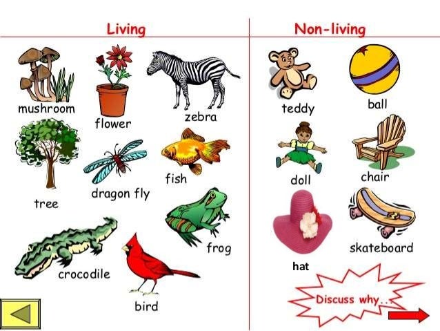 Living and non living things