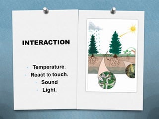 Living things | PPTX