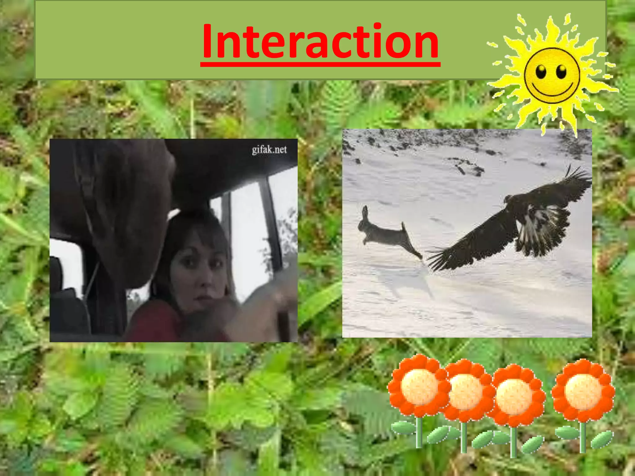 Living things | PPTX