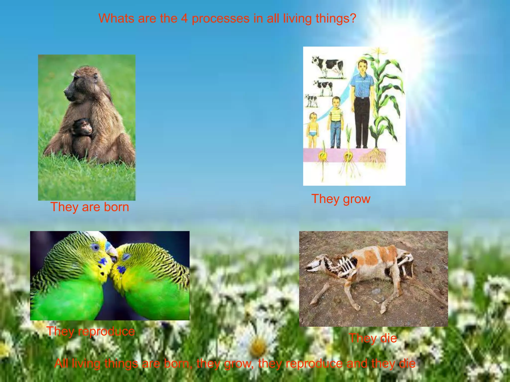 Living things | PPT
