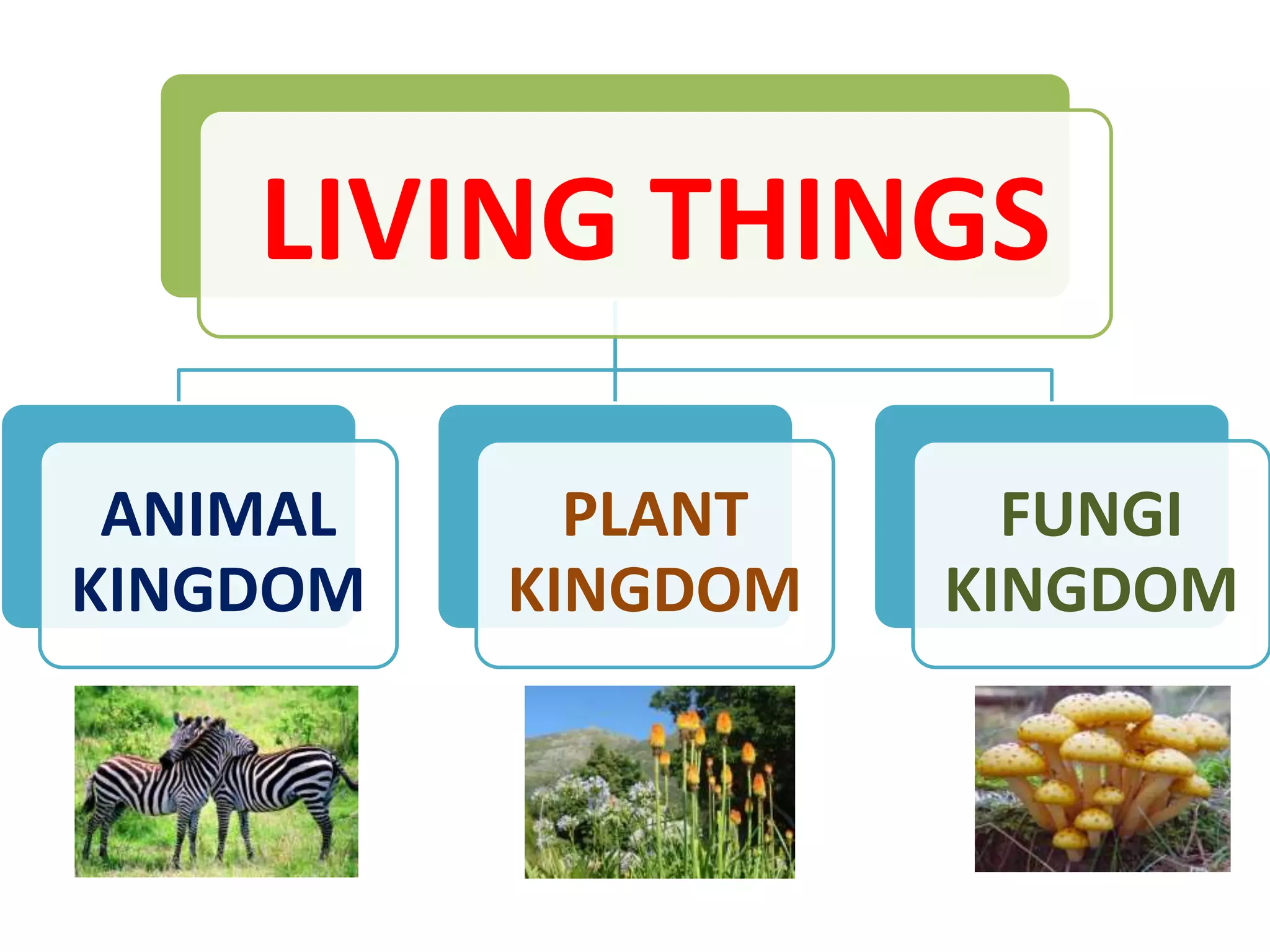 Living things: Kingdoms | PPTX