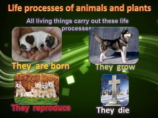 UNIT 3. NATURAL SCIENCE: LIVING THINGS | PPTX